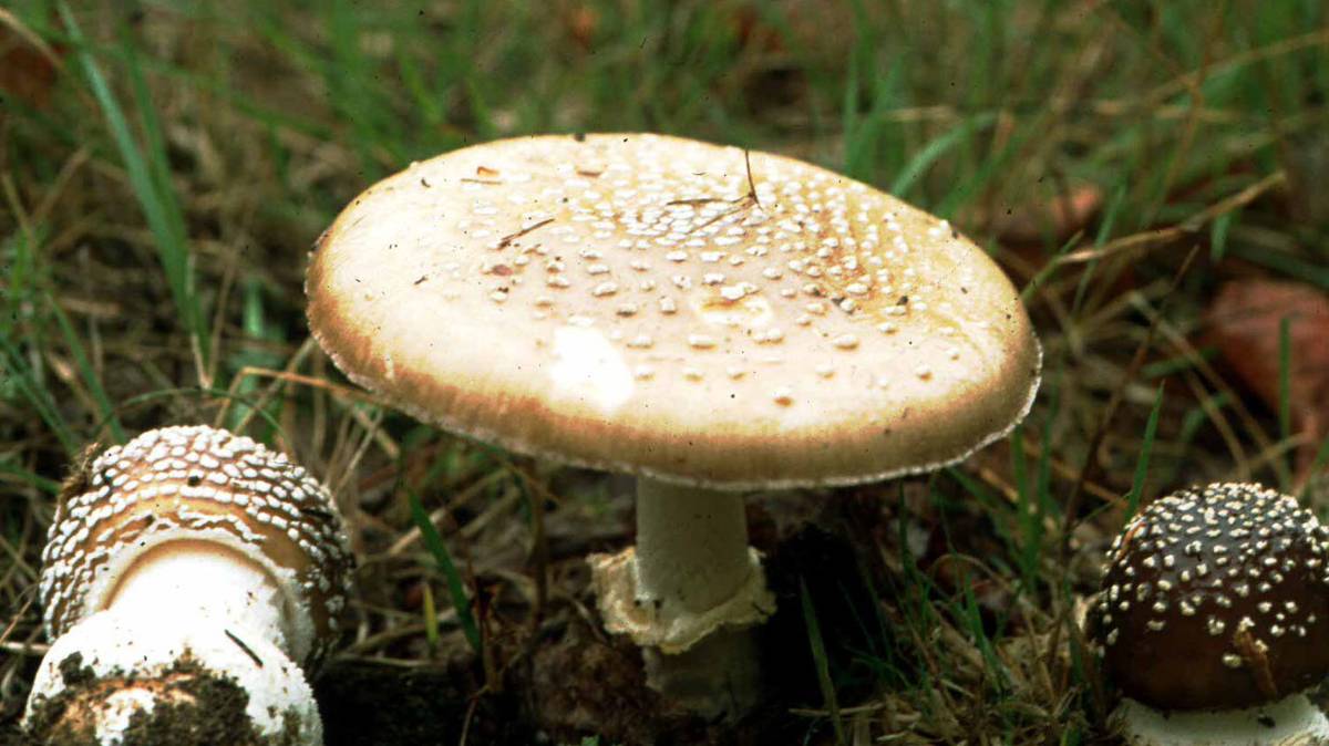 Giftige sopper i Norge – NRK Norge – Oversikt over nyheter fra ulike ...