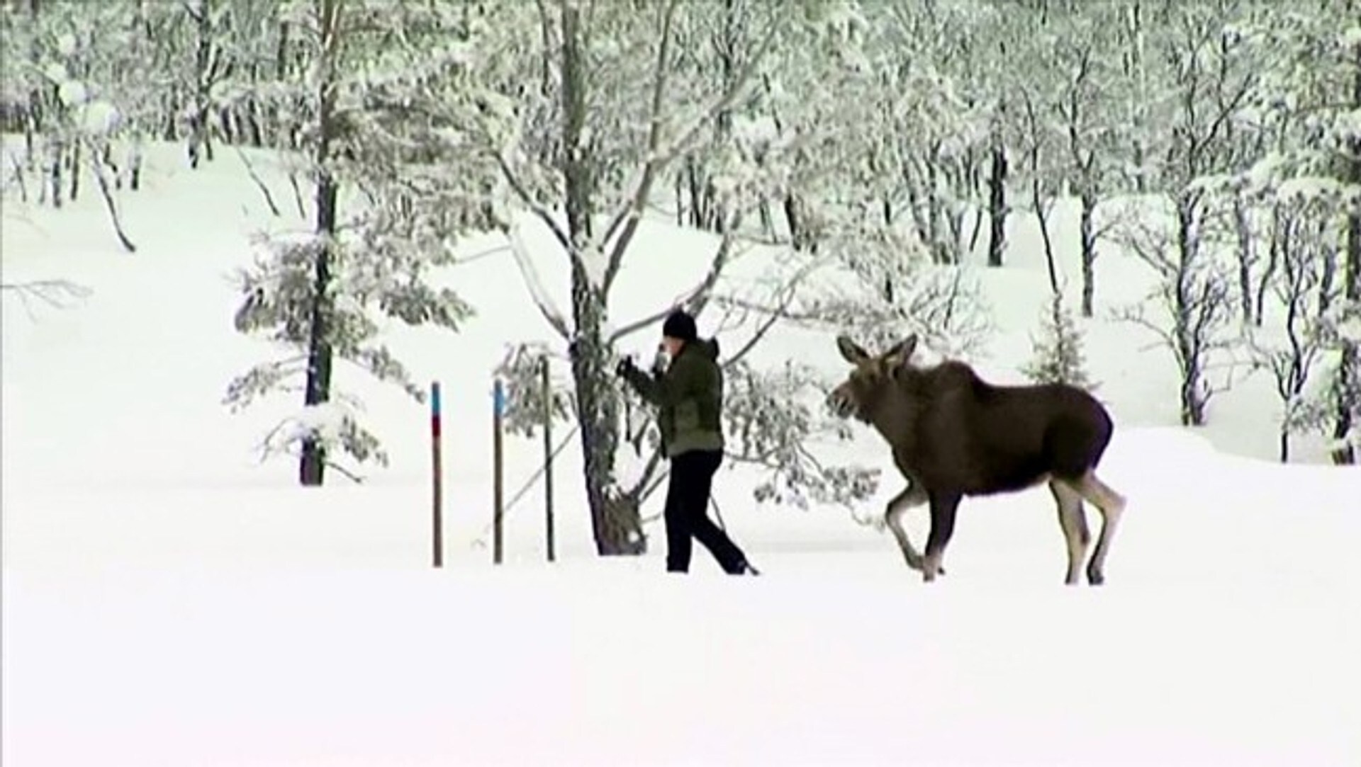 Tam elg på Langedrag – NRK