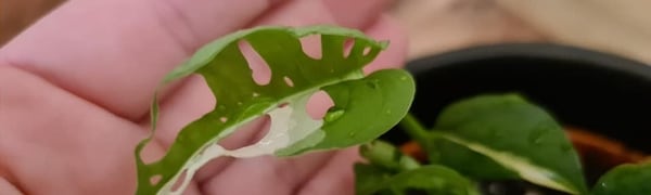 Hvordan bekjempe skadedyr som trips på planter – Stor-Oslo