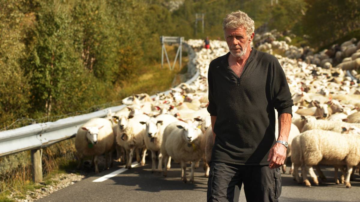 5000 sauer ble hentet ned fra heia – NRK Rogaland – Lokale nyheter, TV ...