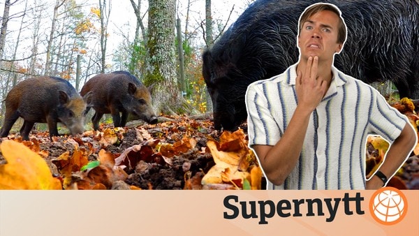 NRK Super - Supernytt