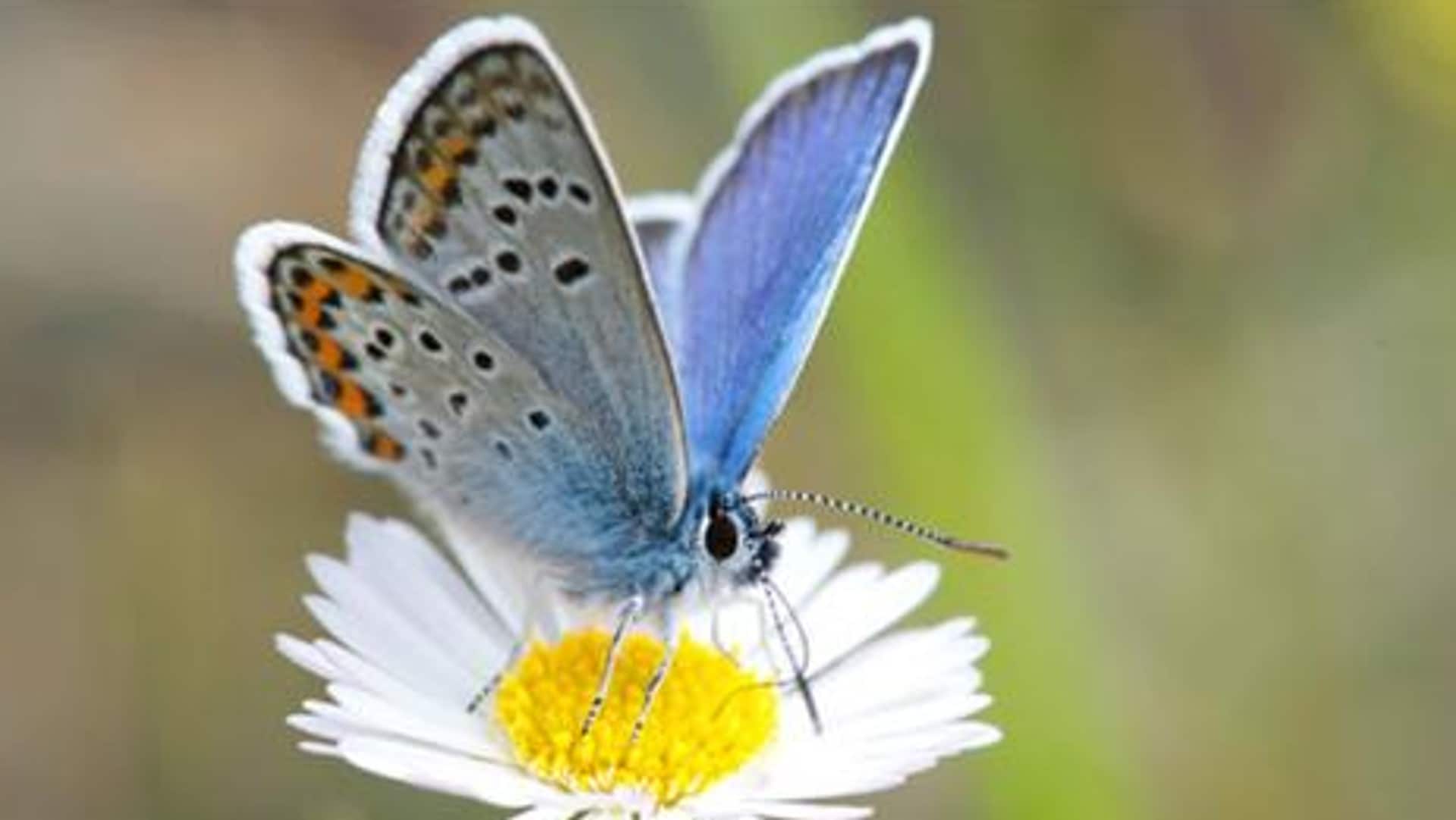 Sommerfugler - NRK TV