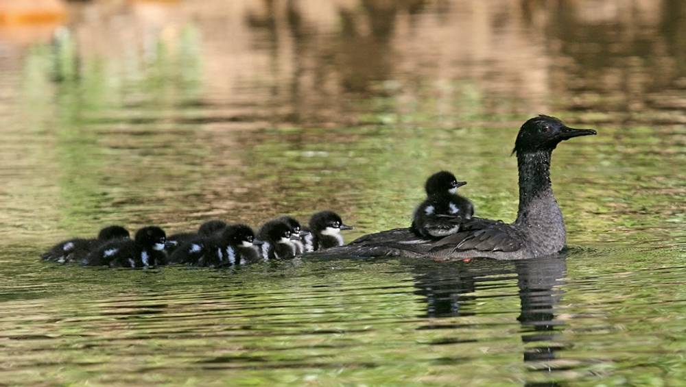 Her er verdens mest sjeldne fugler – NRK Viten – Nyheter innen ...