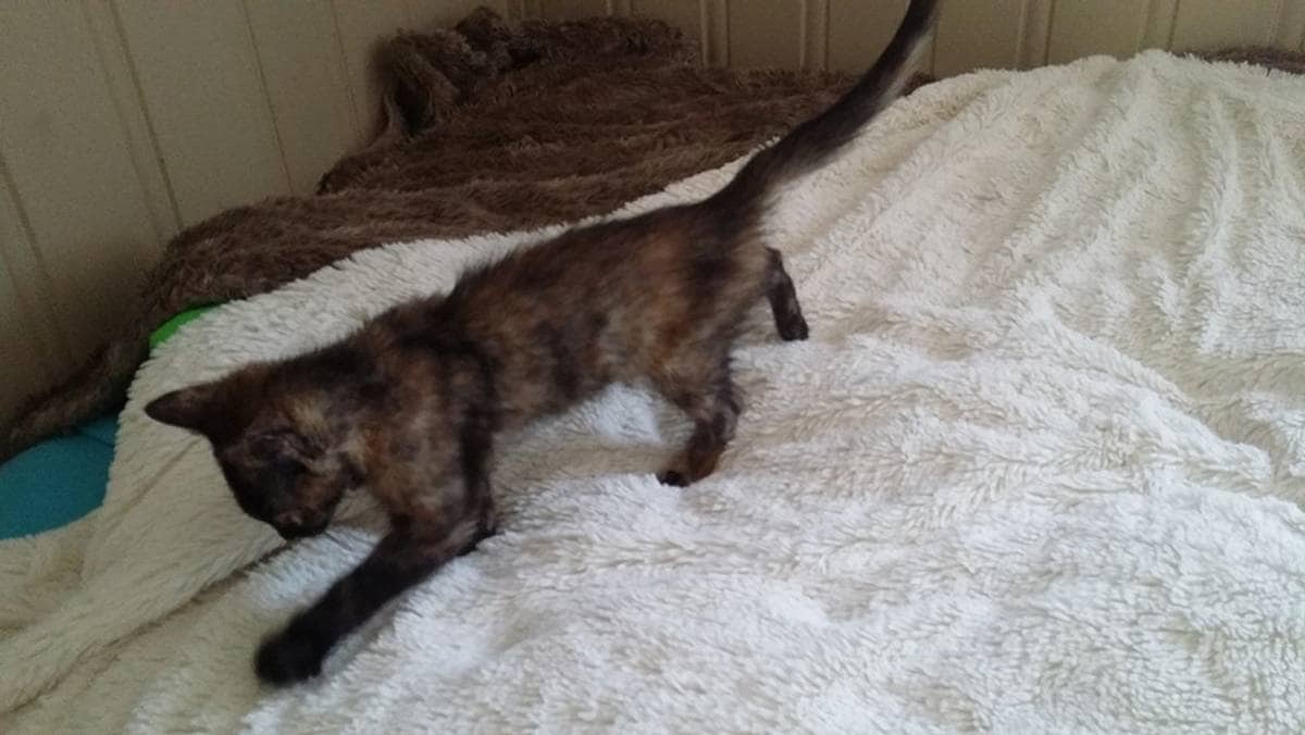 Katter fanget ved kattekolonien i Nevlunghavn – NRK Vestfold og ...