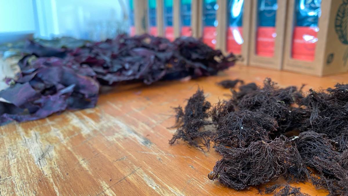 Tang og tare som mat er verdifullt, og helt nødvendig for å berge ...