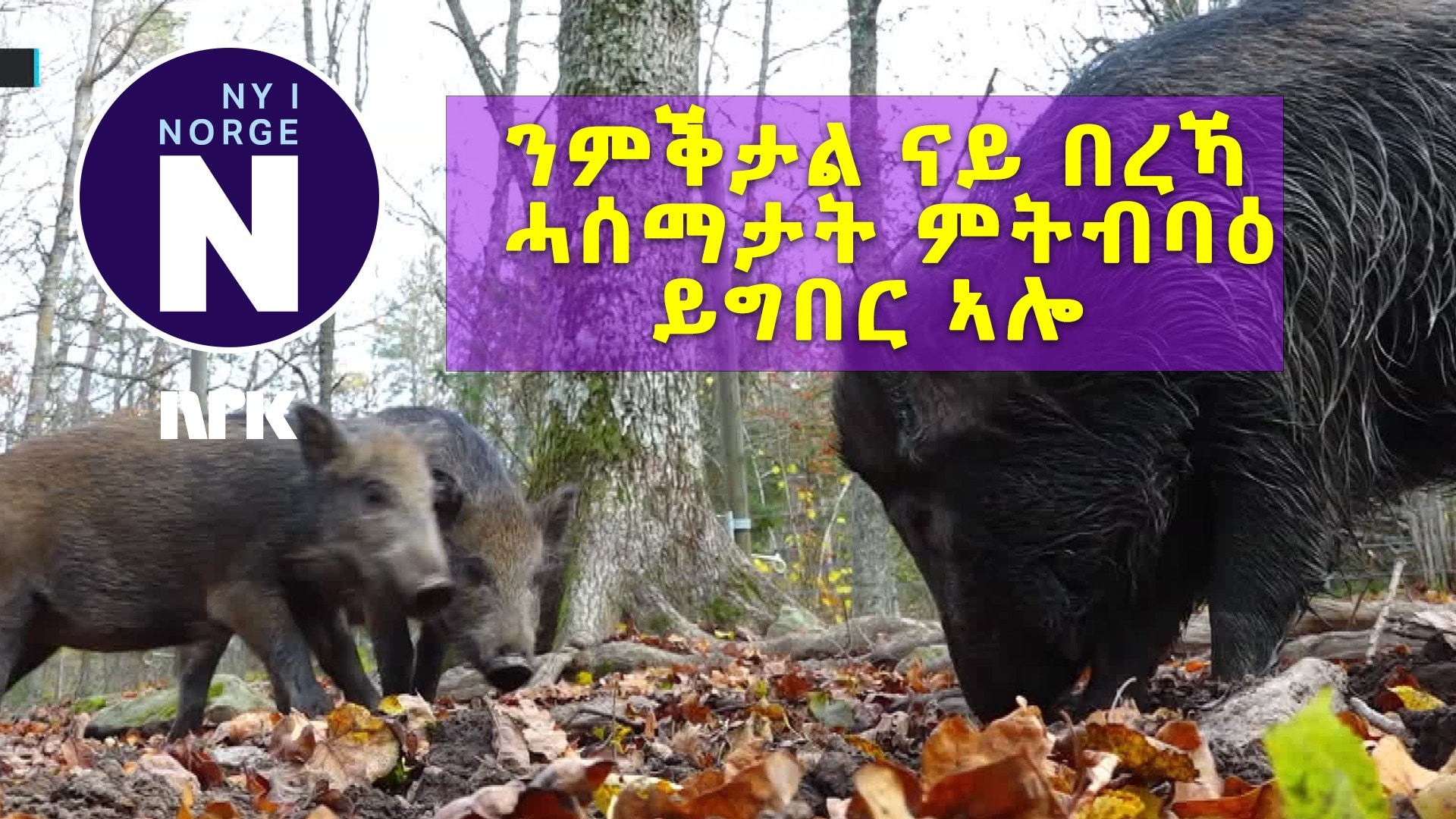 Skuddpremie på villsvin 03.12.2023 – Norwegian news in Tigrinja