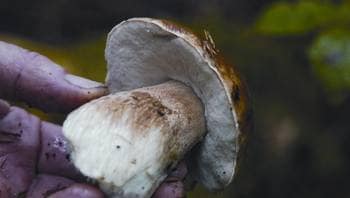 Plukking og behandling av sopp – Natur – NRK