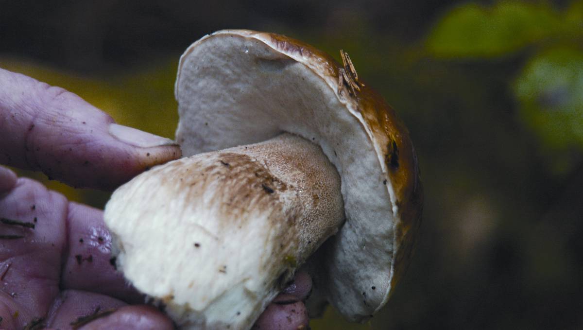 Plukking og behandling av sopp – Natur – NRK