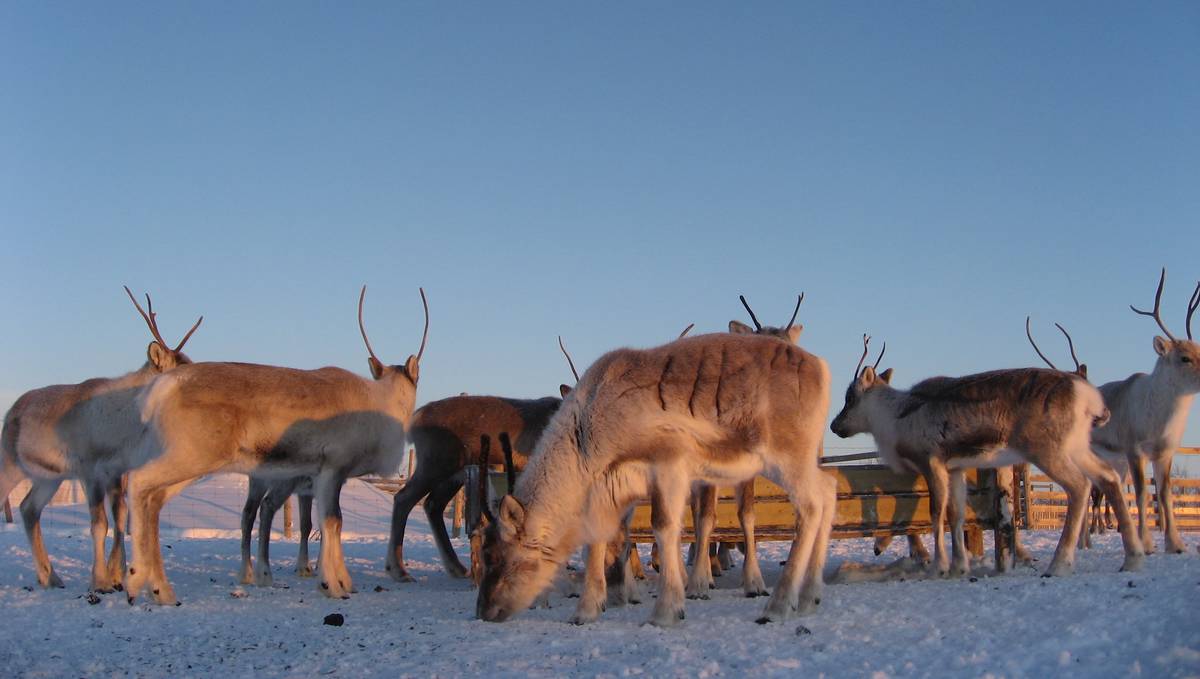 Reinlykken er truet – NRK Kultur og underholdning