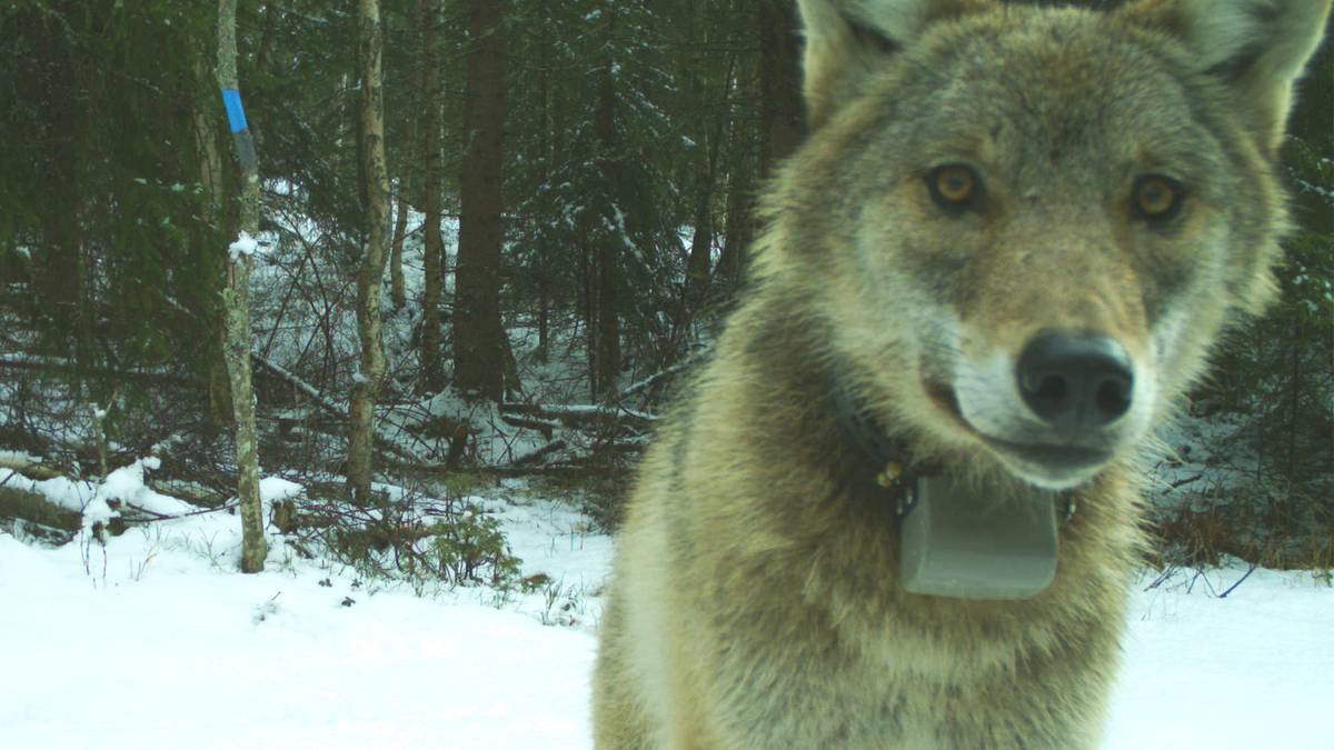 Skal forske på rovdyrkonfliktene i Europa – NRK Innlandet – Lokale ...