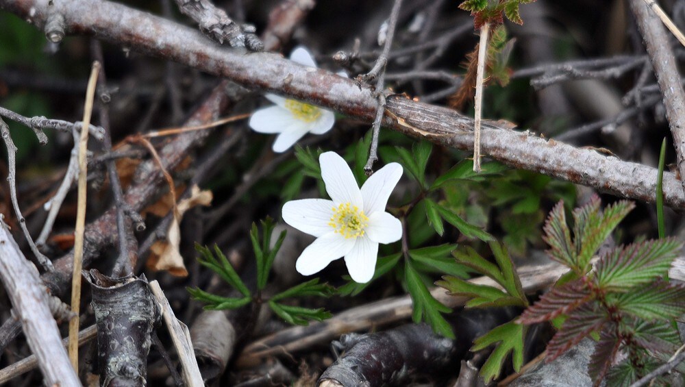 Her er årets vårbilde – NRK
