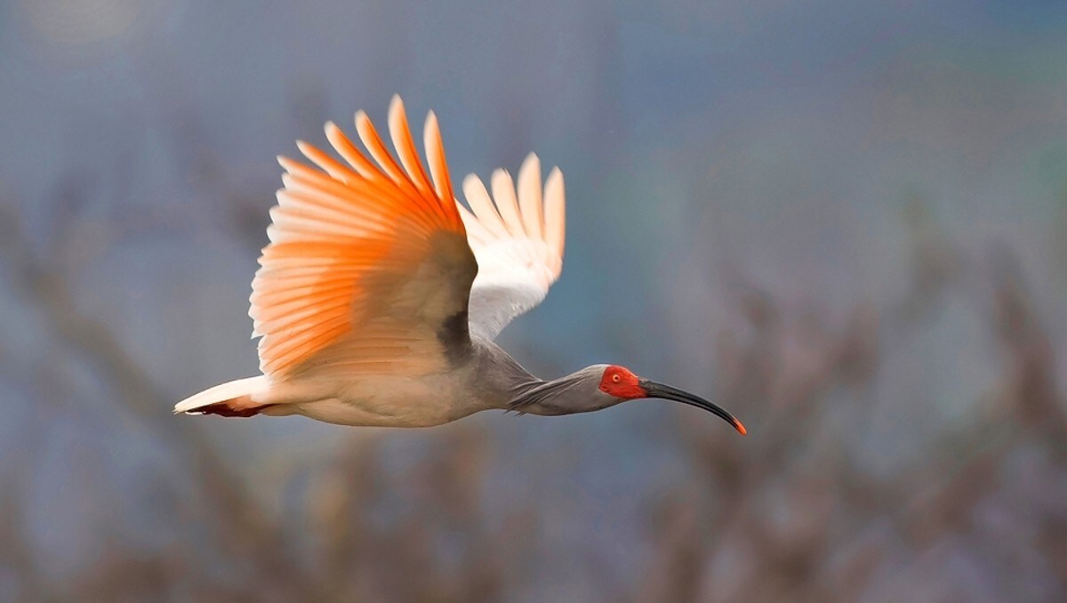 Her er verdens mest sjeldne fugler – NRK Viten – Nyheter innen ...