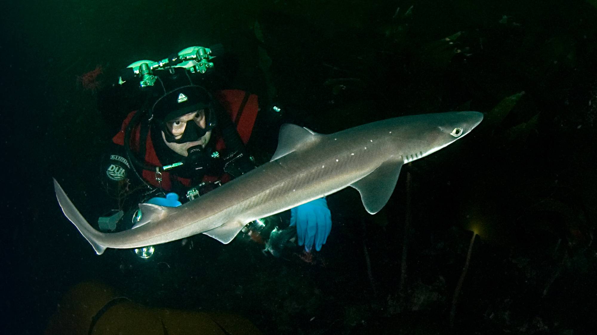 ICES åpner for kvotefiske på pigghå – fantastisk matfisk – NRK Nordland