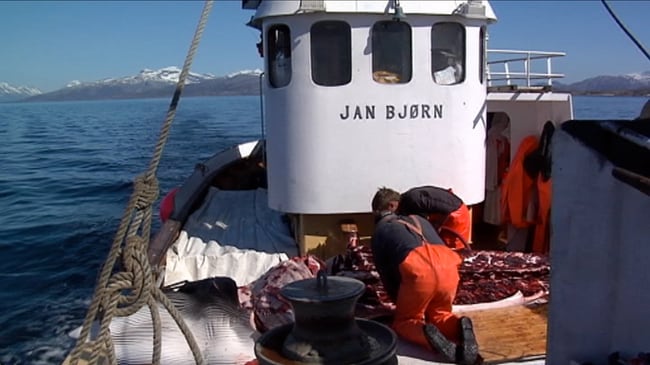 Norsk hvalfangst sterkt truet – NRK Nordland