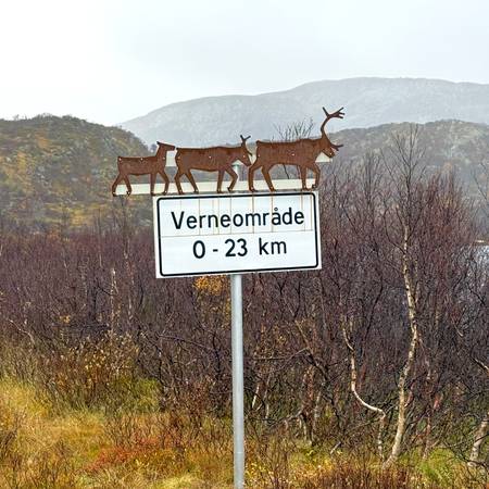 Villrein i Setesdal: Nye tiltak skaper bekymring lokalt – NRK Sørlandet ...