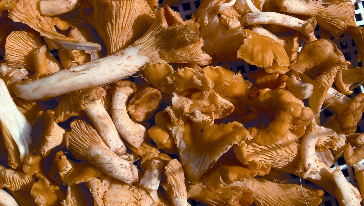 Plukking og behandling av sopp – Natur – NRK