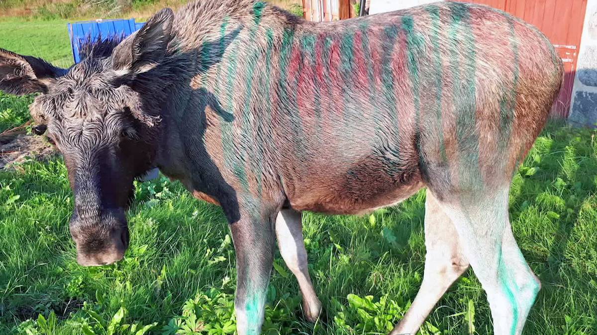 Elgen Edvin er død – NRK Sørlandet – Lokale nyheter, TV og radio