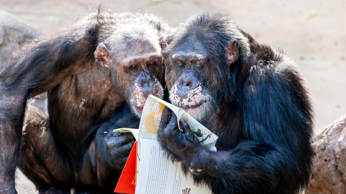 Kristiansand Dyrepark – NRK Sørlandet – Lokale nyheter, TV og radio