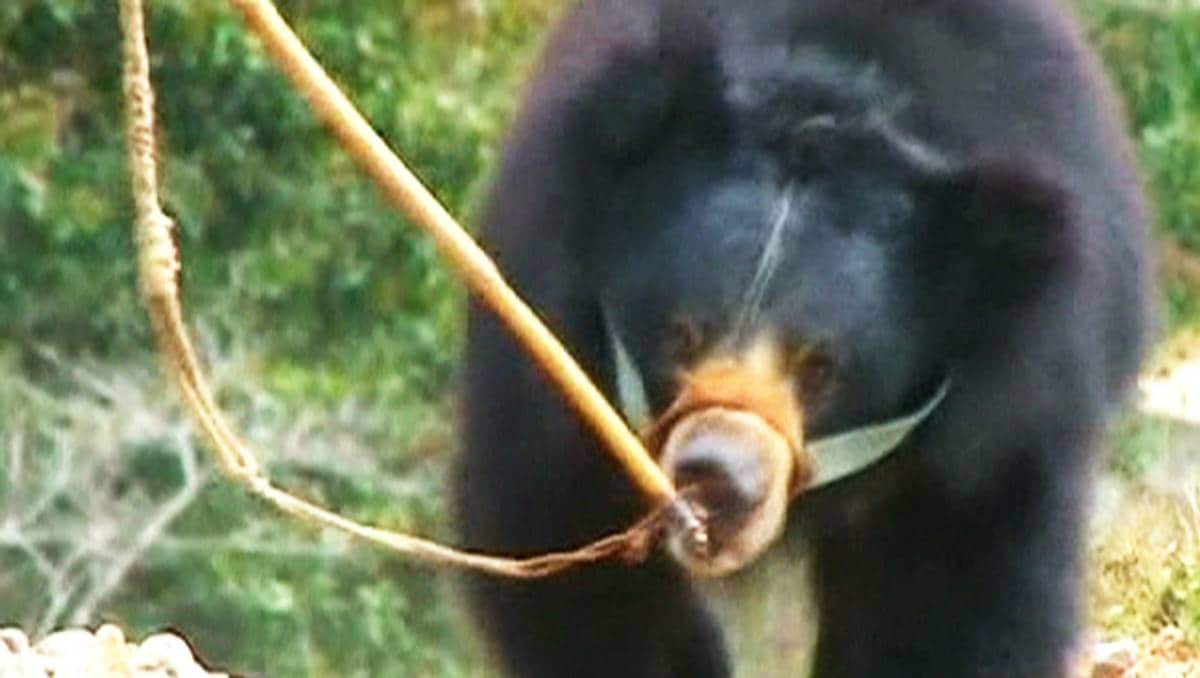 Indias siste dansebjørn sluppet fri – NRK Urix – Utenriksnyheter og ...