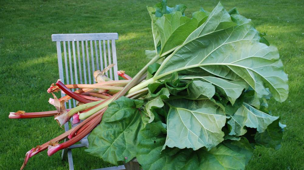 Derfor bør du spise rabarbra – NRK Nyttig – Tips, råd og innsikt