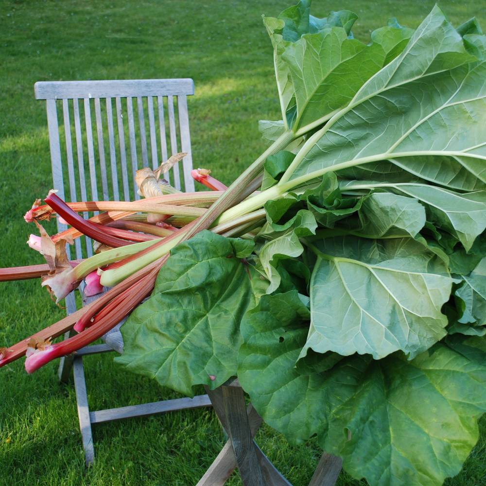 Derfor bør du spise rabarbra – NRK Nyttig – Tips, råd og innsikt