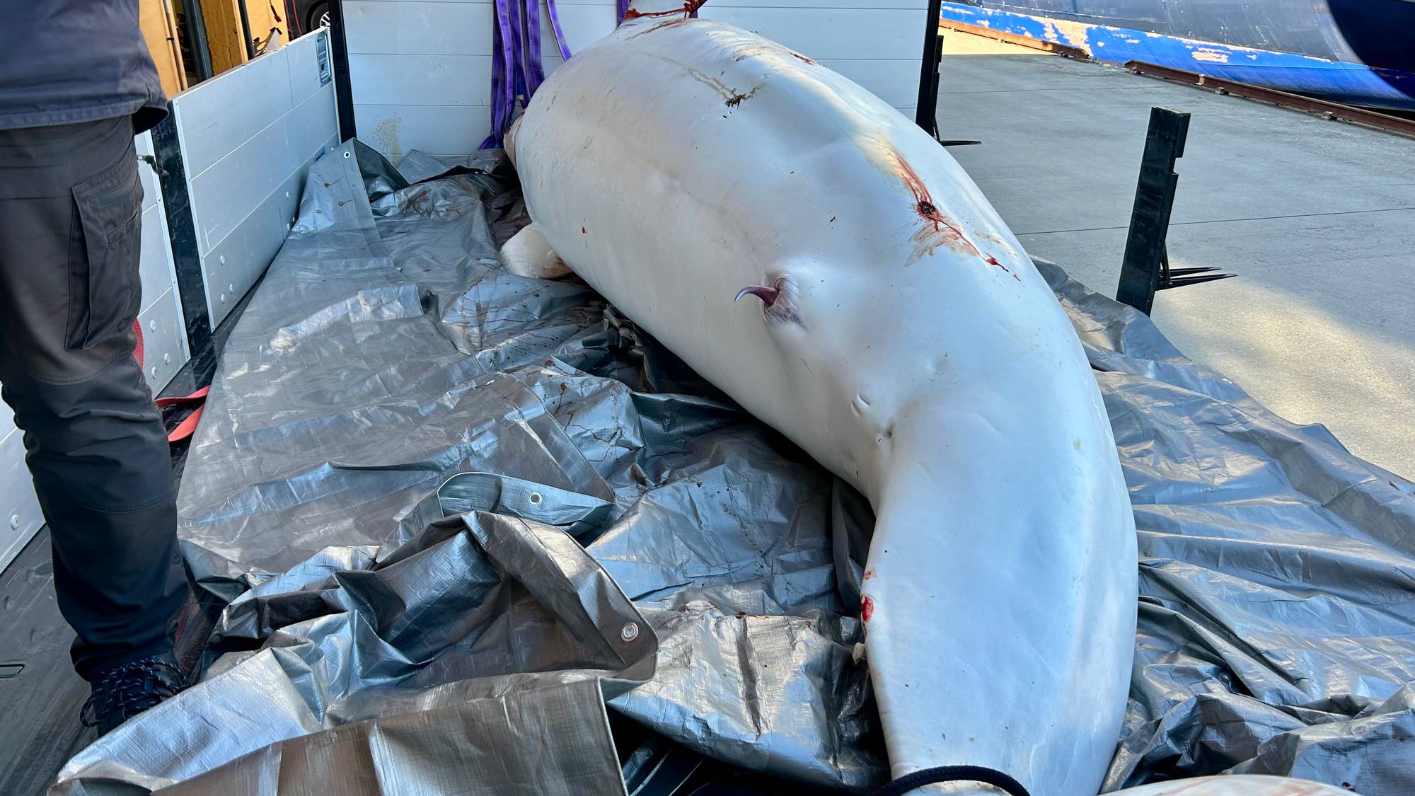 Hvaldimir: Forsker og andre personer mener de blir anklaget for hvalens ...