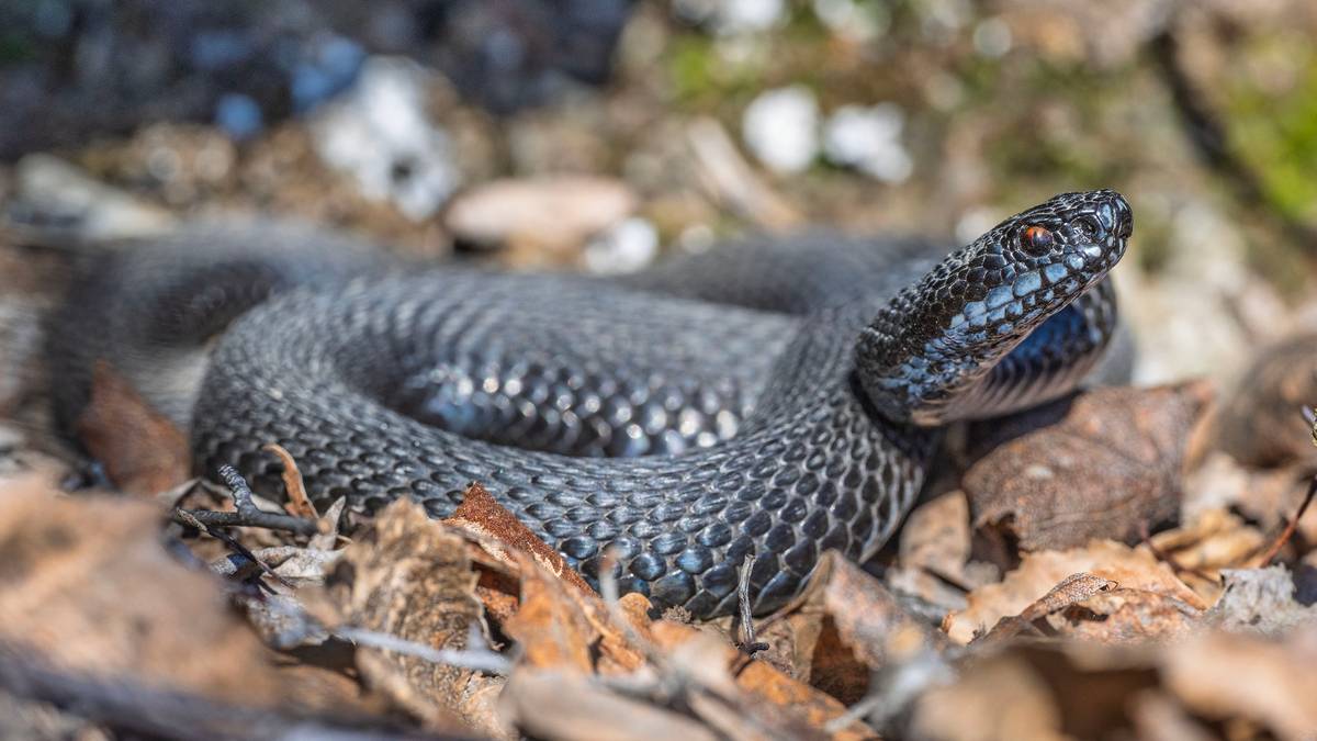 Huggormbitt: 225 henvendelser til giftinformasjonen hittil i juli – NRK ...