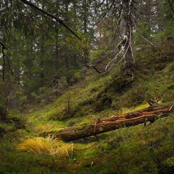 Nå kan du sjekke hvor mye gammel skog som finnes der du bor – NRK ...