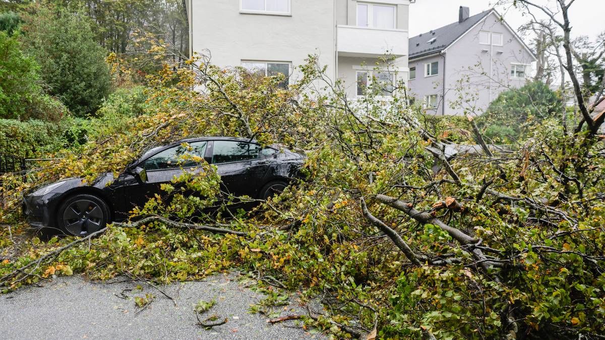 Amy blåste ned skog for over 1 milliard – NRK Vestland