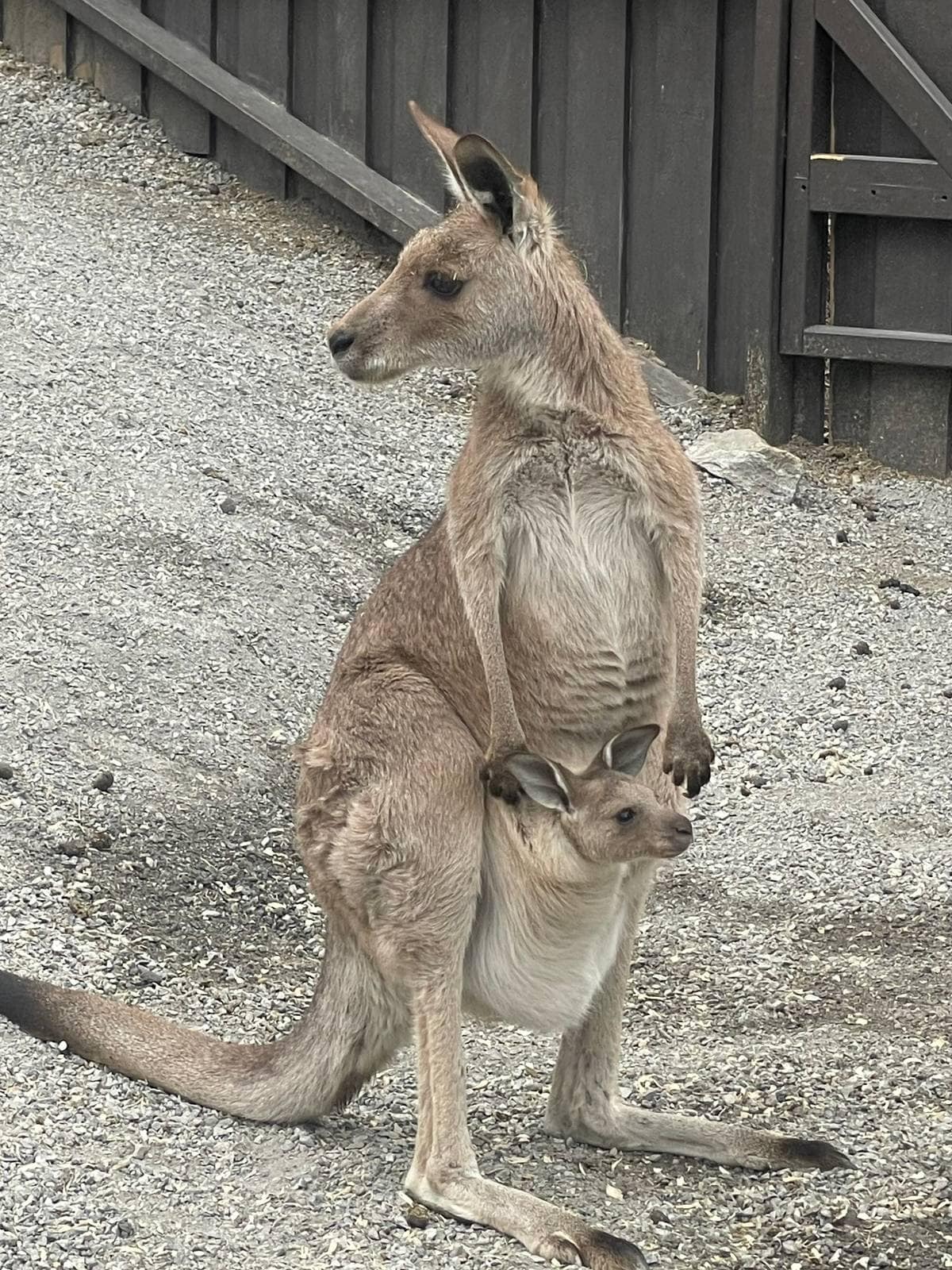 Kenguruer i Gjerstad: Fikk se verden for første gang – NRK Sørlandet ...