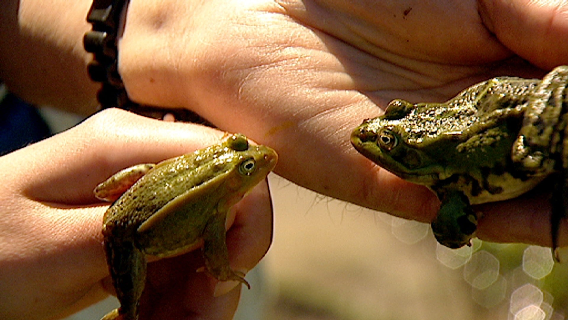 Unik frosk på Finnøy – NRK