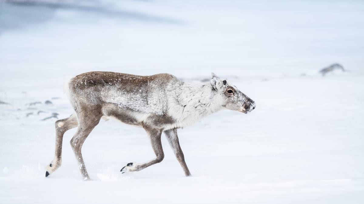 Mindre kjøtt fra reindrifta – klimaet avgjør – NRK Troms og Finnmark