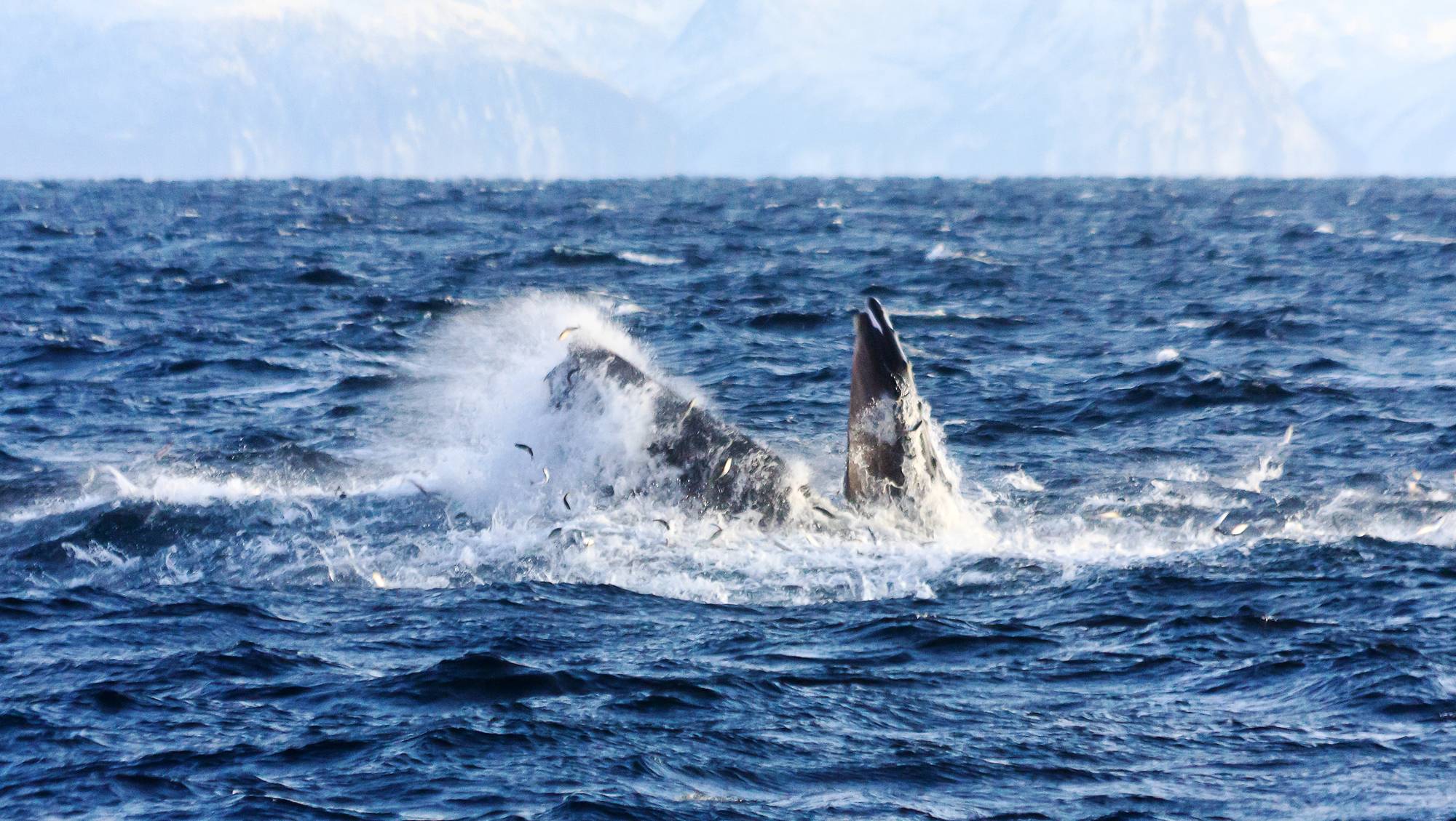 Fikk hval på julebesøk – NRK Nordland