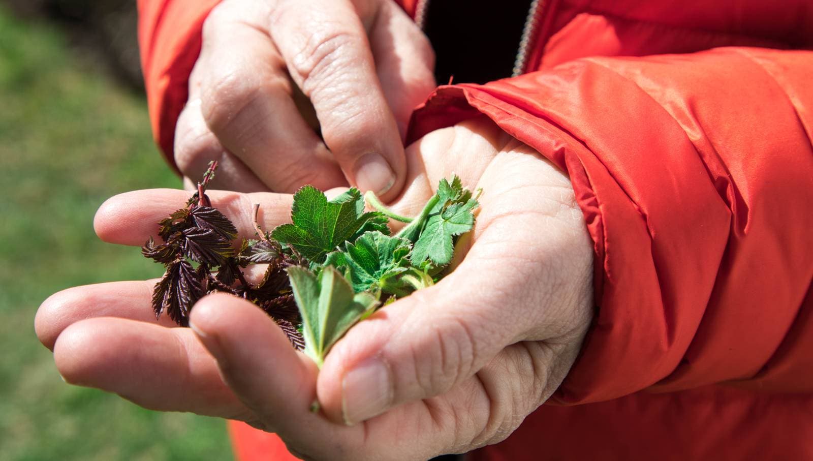 Fire tips til ugress du kan spise – NRK Østfold – Lokale nyheter, TV og ...