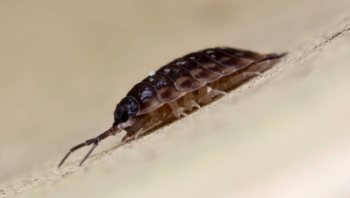 Skrukketrollet kan bety fuktproblem – NRK Rogaland – Lokale nyheter, TV ...