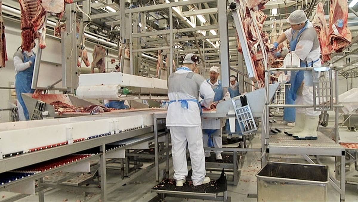 Nortura vurderer kutt på Bjerka – NRK Nordland