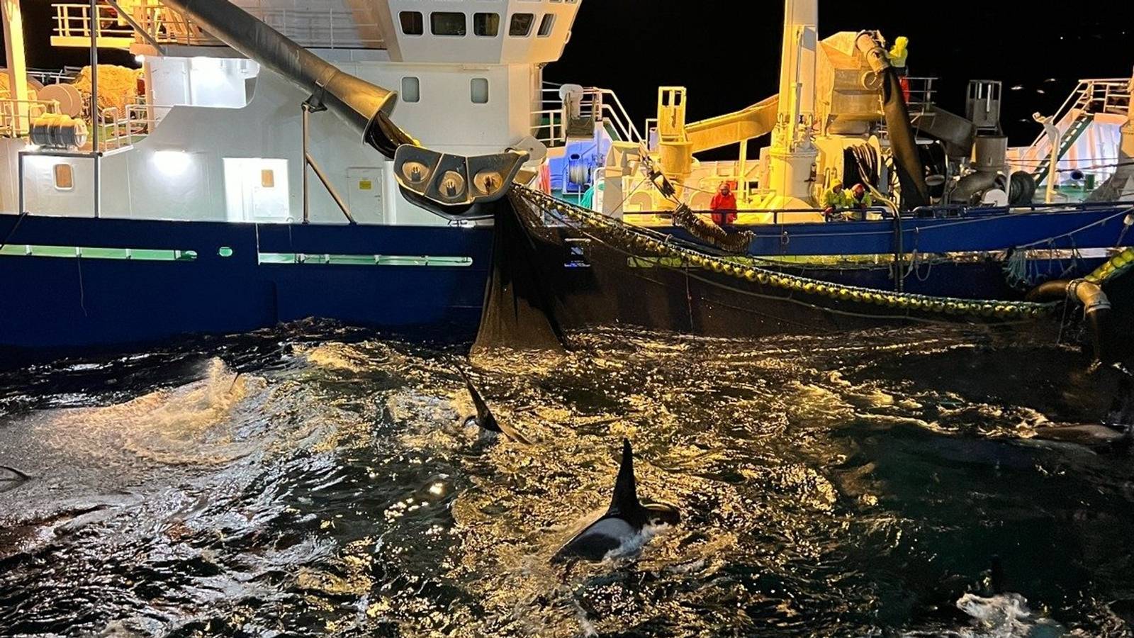 Store forekomster av sild og hval – NRK Troms og Finnmark