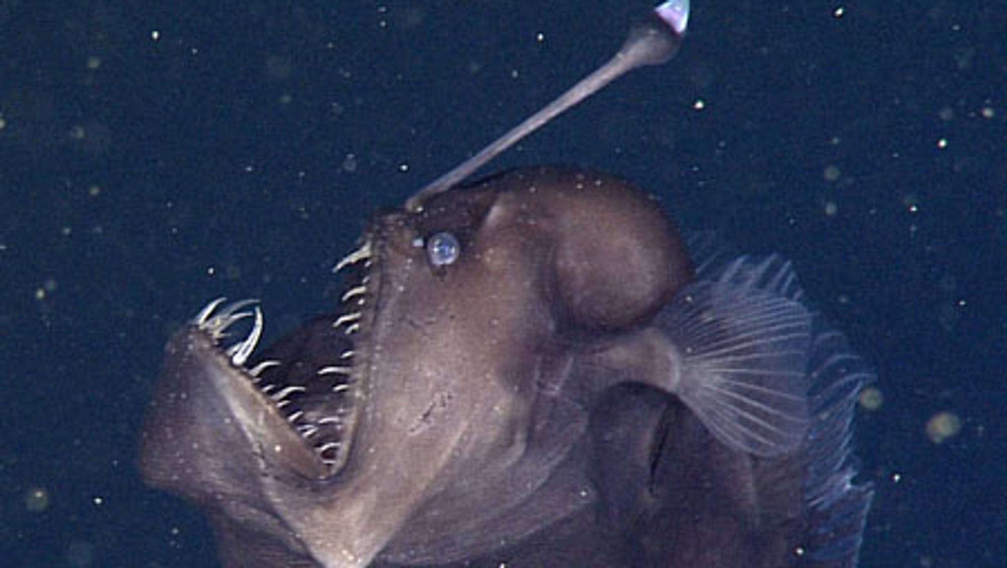 Monsterfisk fanget på film for første gang – NRK Viten – Nyheter innen ...