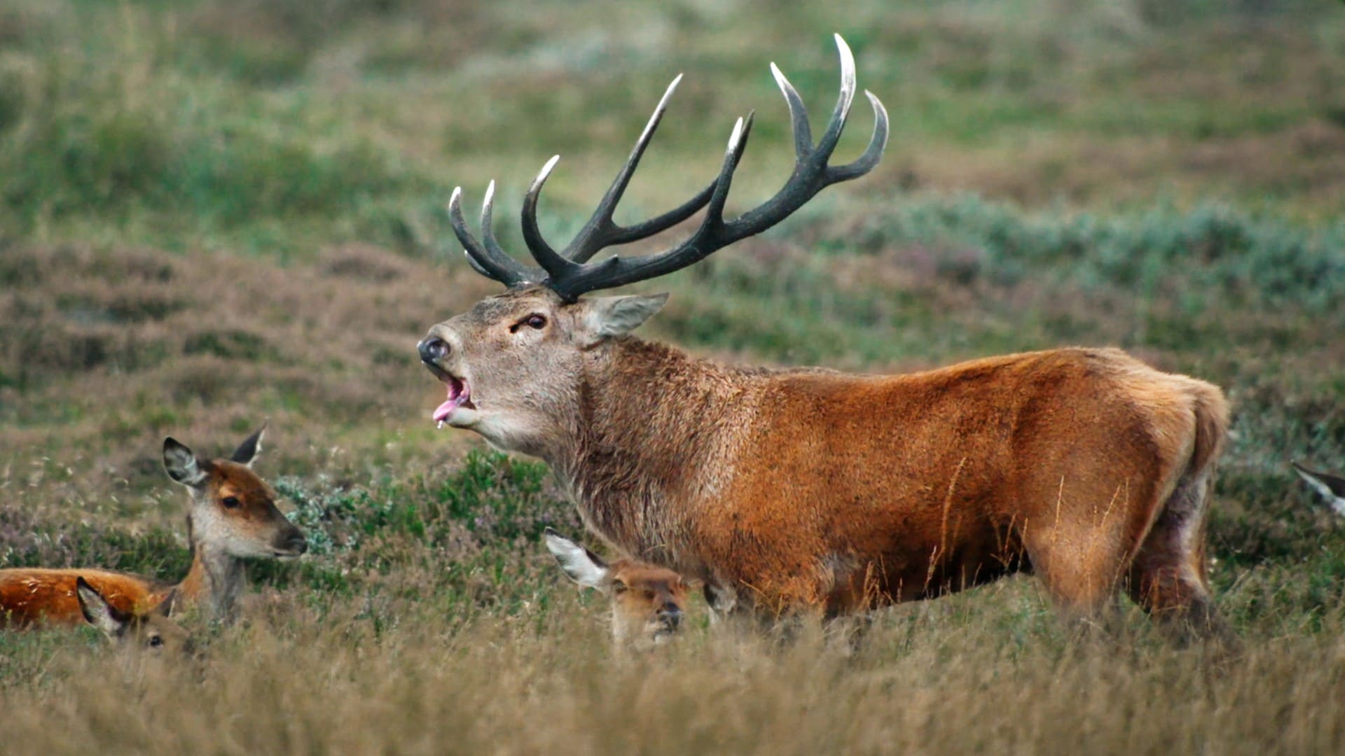 Ville vedunderlege dyr - NRK TV