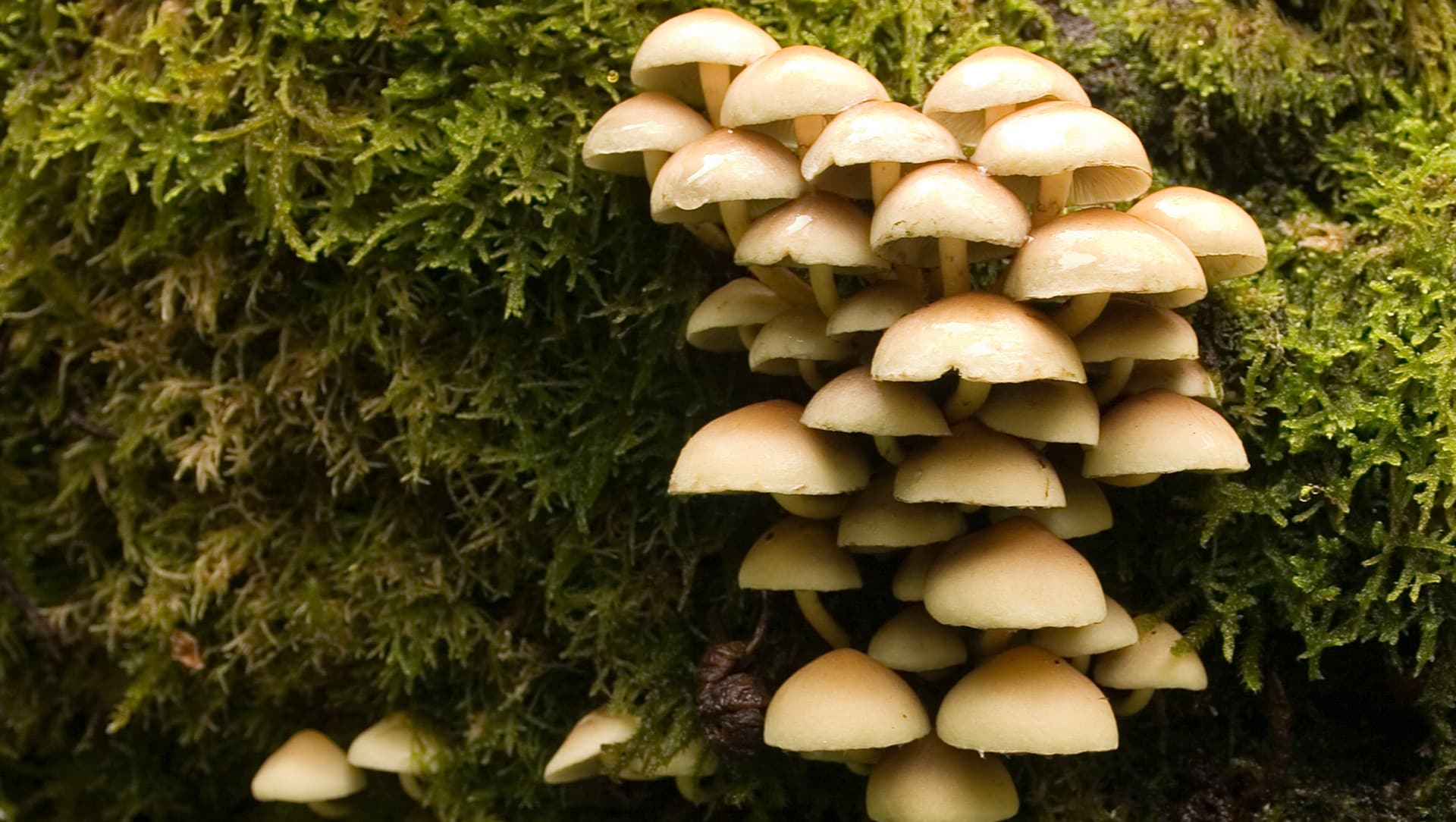 Hva er sopp? – NRK