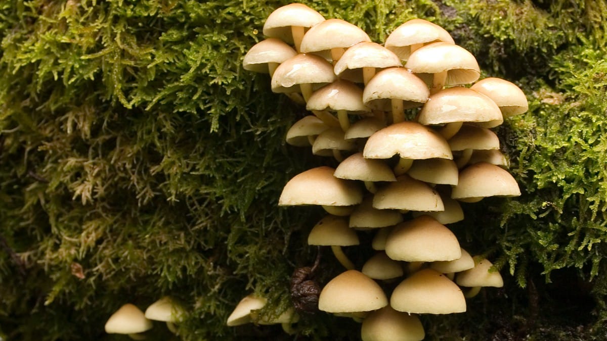 Hva er sopp? – Video