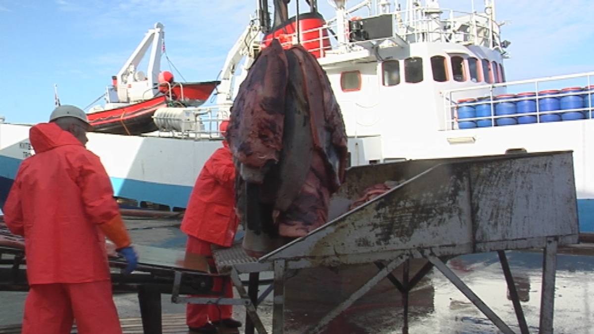 Setter hvalfangst på dagsorden – NRK Troms og Finnmark