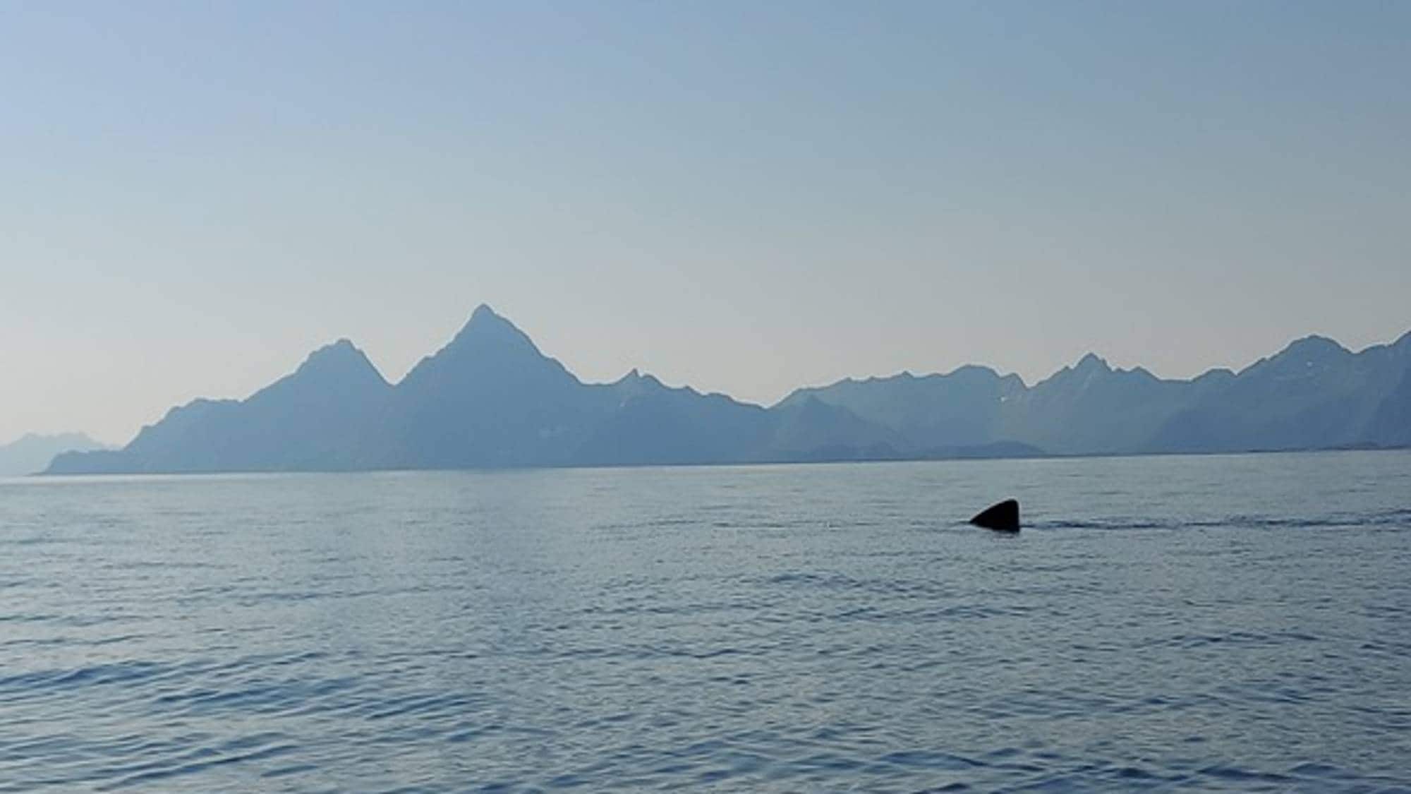 Brugde-hai observert utenfor Skrova i Lofoten – NRK Nordland