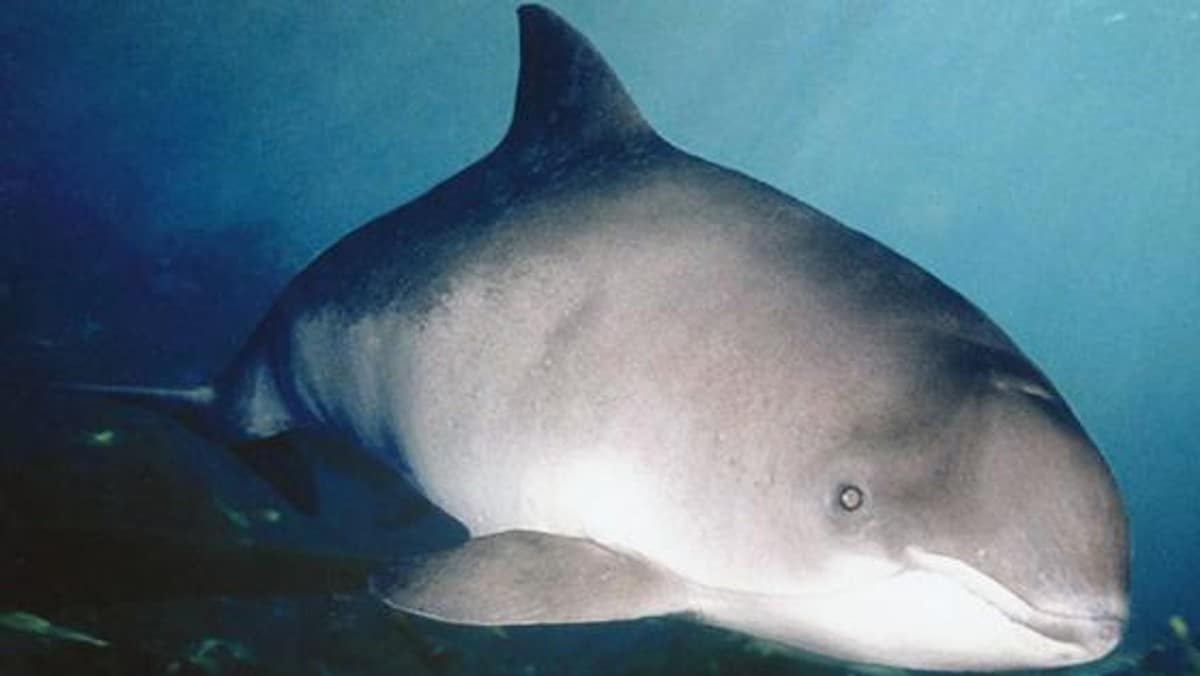 Forskerne ga 1000 kroner for hver døde nise - nå sier de stopp – NRK