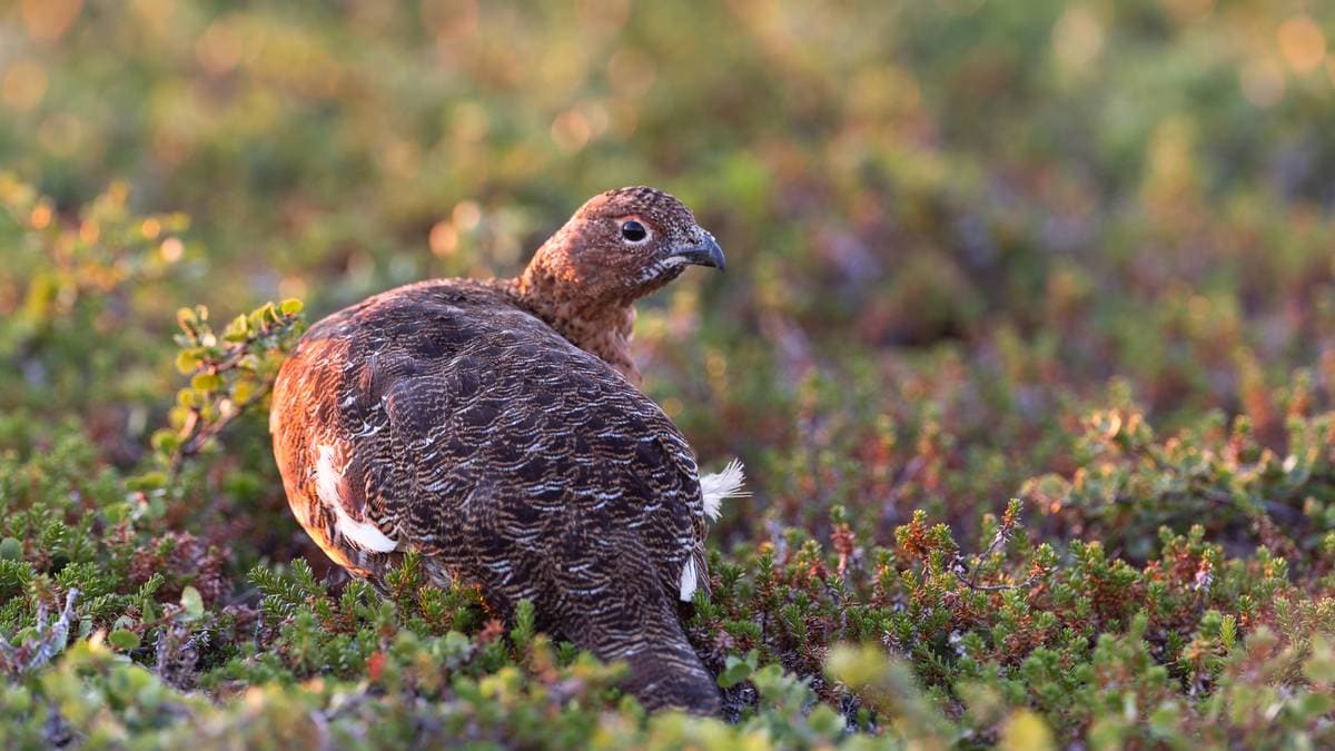 Optimisme for bestanden av rype og skogsfugl i Nordland og resten av ...