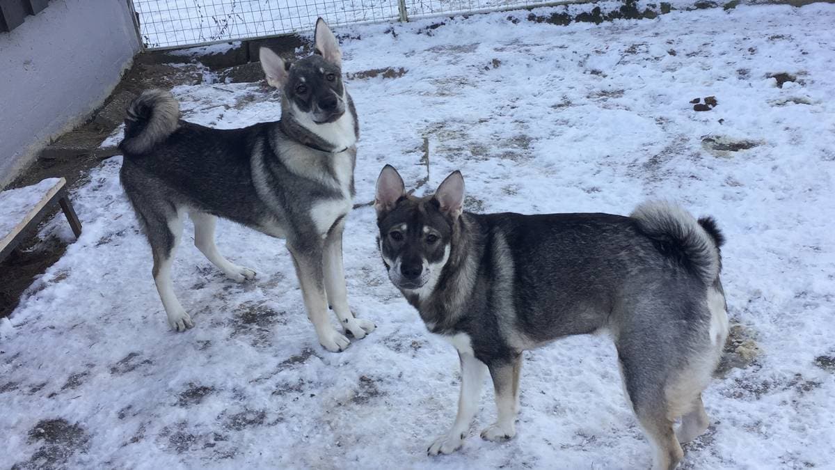 Mann stjal bil med to valper – satte fra seg valpene ute i kulda og dro ...