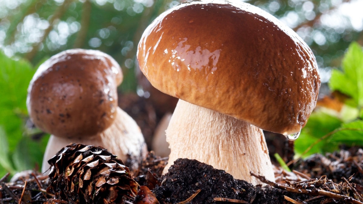 Nå bugner det av steinsopp – NRK Østfold – Lokale nyheter, TV og radio