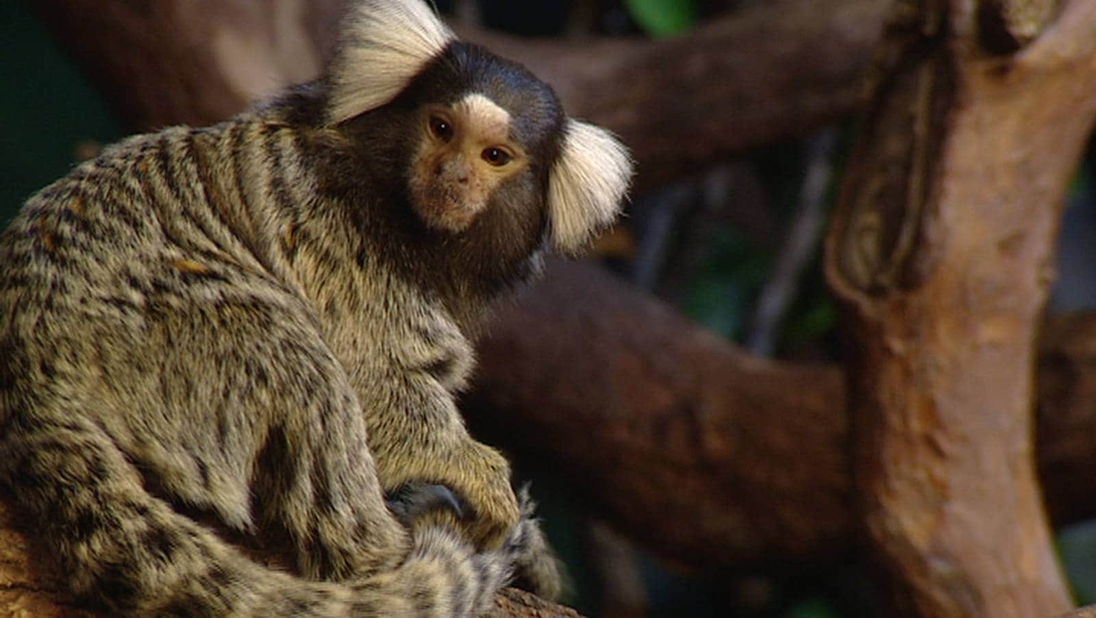 To aper stjålet fra reptilparken – Stor-Oslo