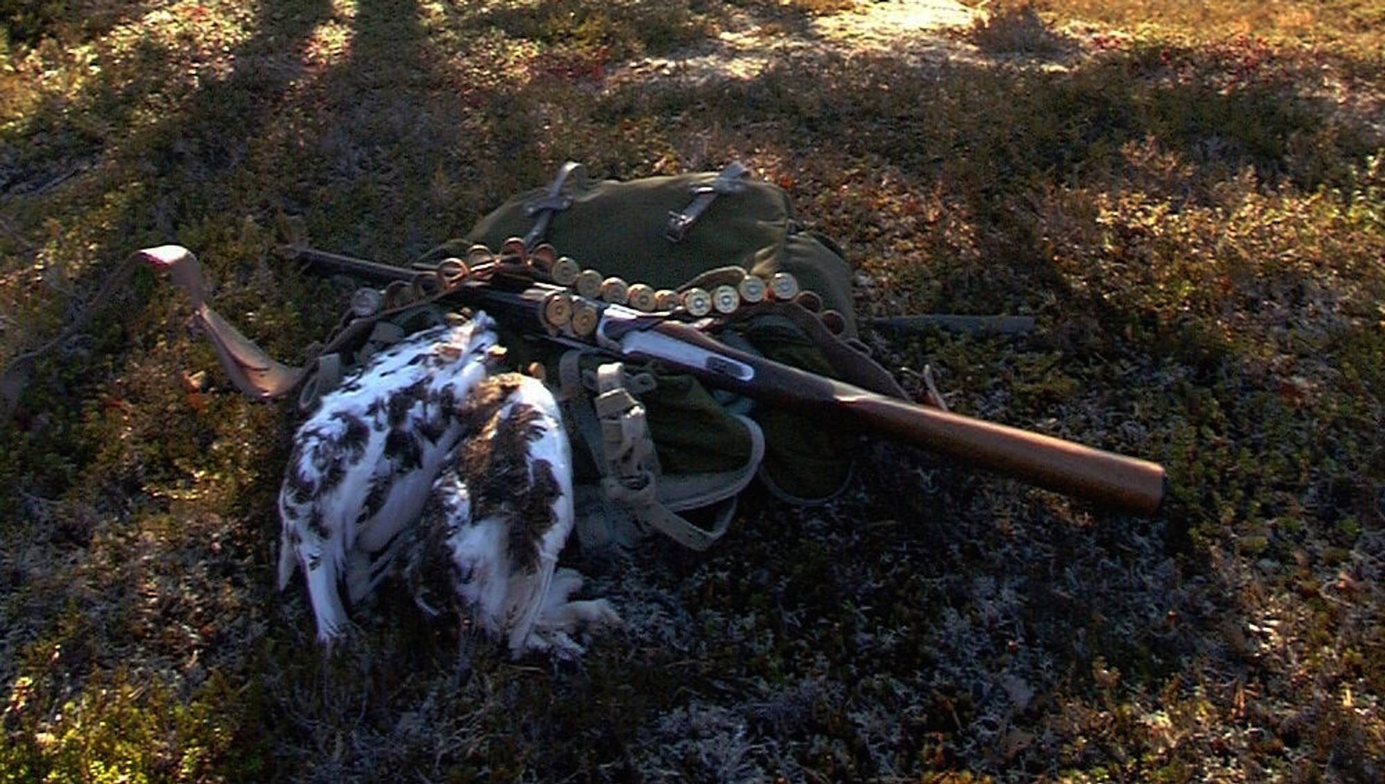 Rypebestanden på vei opp – NRK Nordland