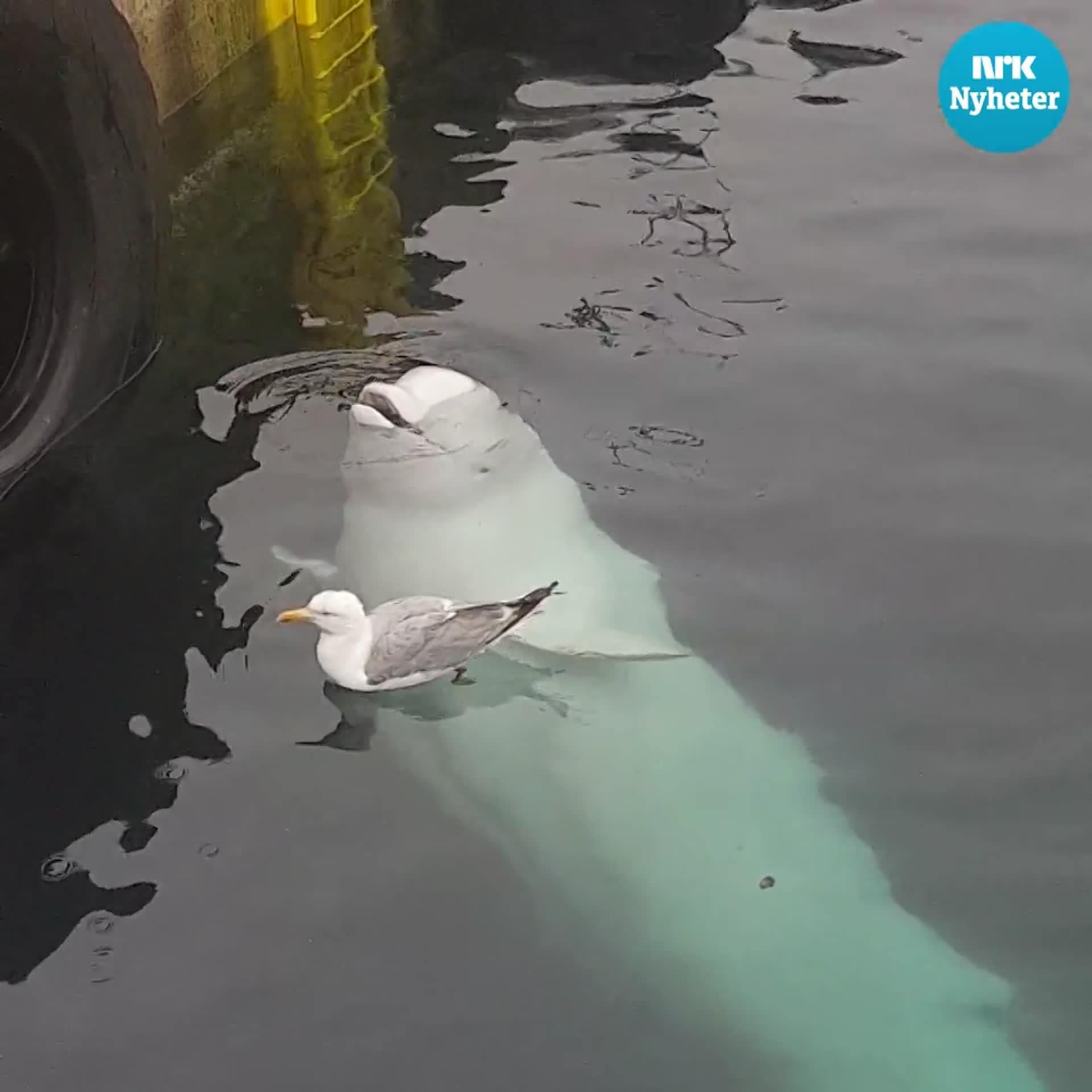 Hvaldimir har fått en ny venn – NRK